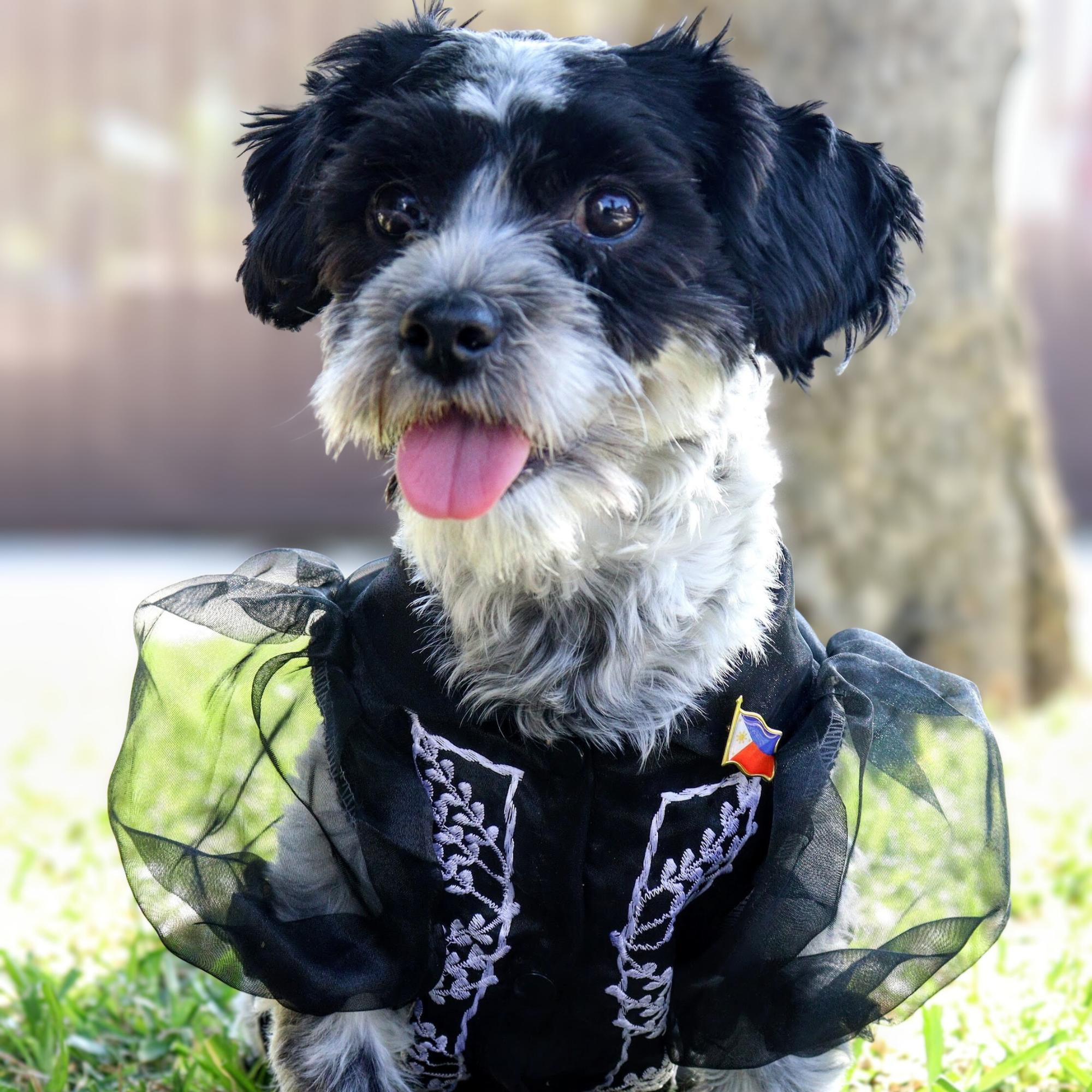 Filipiniana Barong for Dogs | Handcrafted in the Philippines – FilAm ...